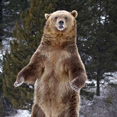 Bear Fat (Reech. Ki Charbi) چربی ریچھ - Super Pansar Store