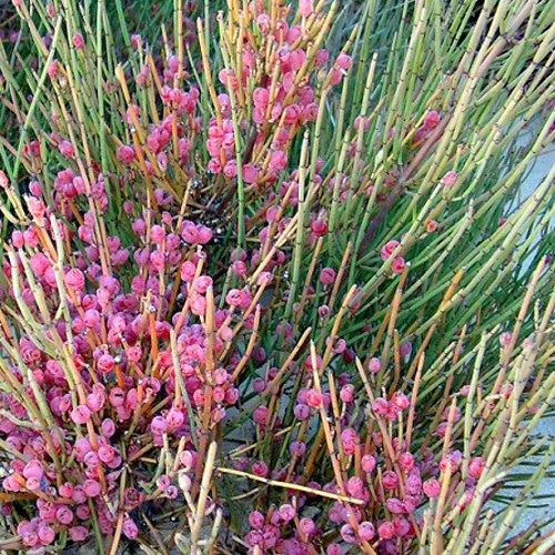 Ephedra Fragilis(Joint Pine/Soma Kalpa) سوما کلپا – Super Pansar