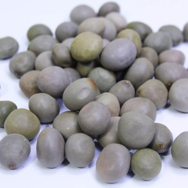 Guggulu Gum (Gugal/Commiphora Wightii) گوگل – Super Pansar Store